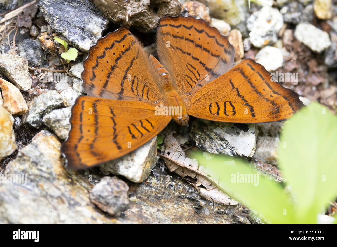 Pseudergolis wedah, Tabby, butterfly, Sikkim, India Stock Photo - Alamy