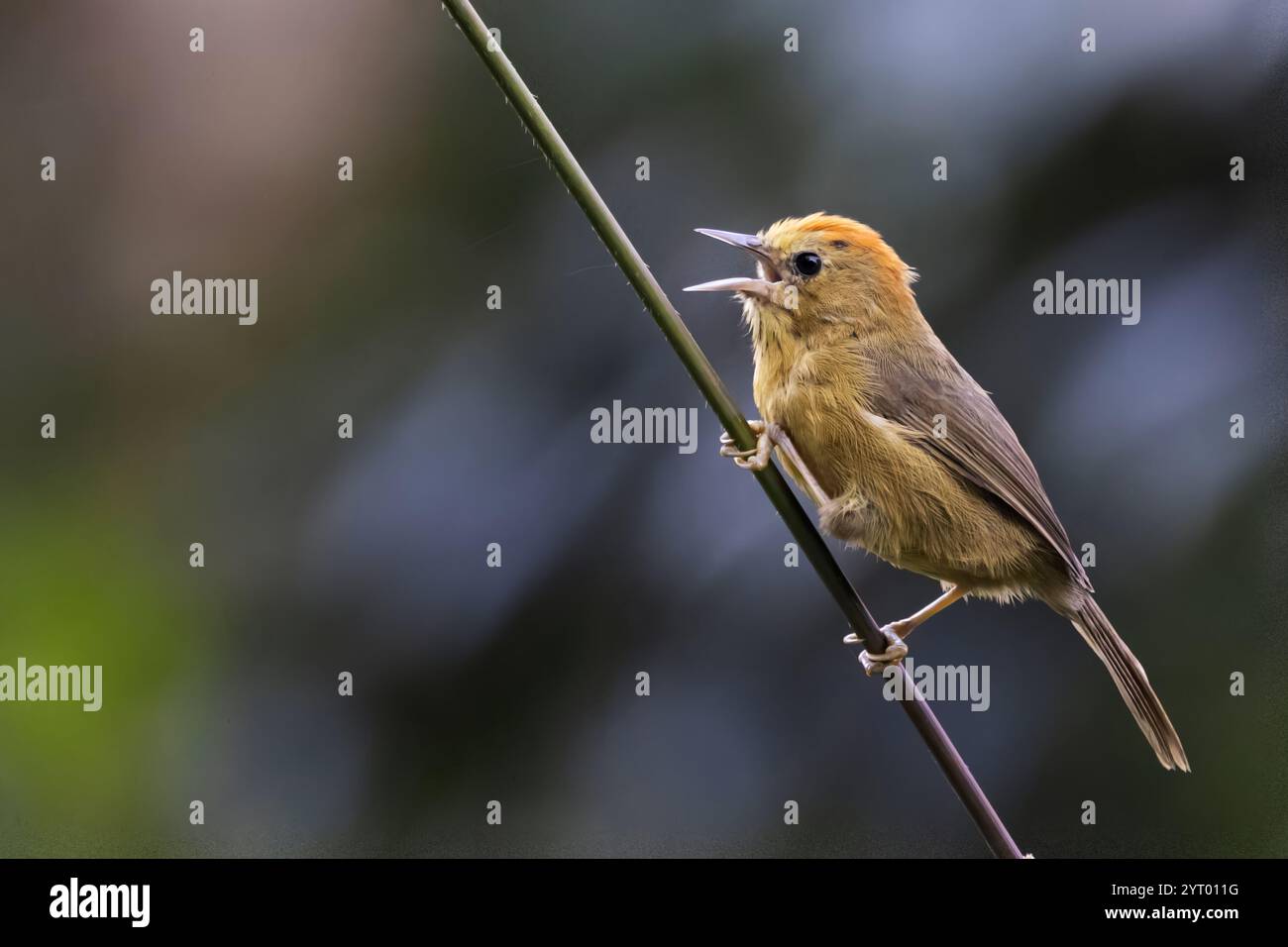 Rufous-capped Babbler, Cyanoderma ruficeps, Sikkim, India Stock Photo ...