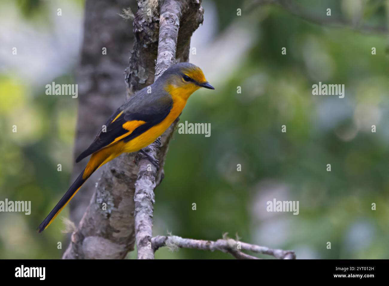 Short-billed Minivet, Pericrocotus brevirostris, female, Pangolakha ...