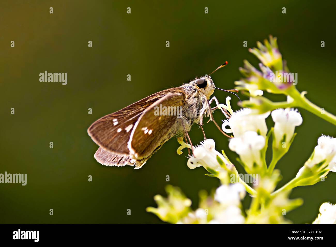 Skipper, butterfly, insect, Sikkim, India Stock Photo - Alamy