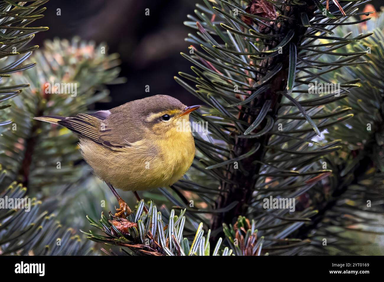Tickell's Leaf Warbler, Phylloscopus affinis, Sikkim, India Stock Photo ...