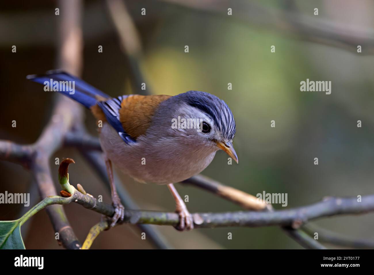Blue-winged Minla, Actinodura cyanouroptera, Sikkim, India Stock Photo ...