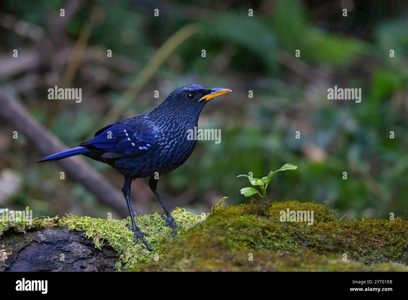 Blue Whistling Thrush, Myophonus caeruleus, Sikkim, India Stock Photo ...