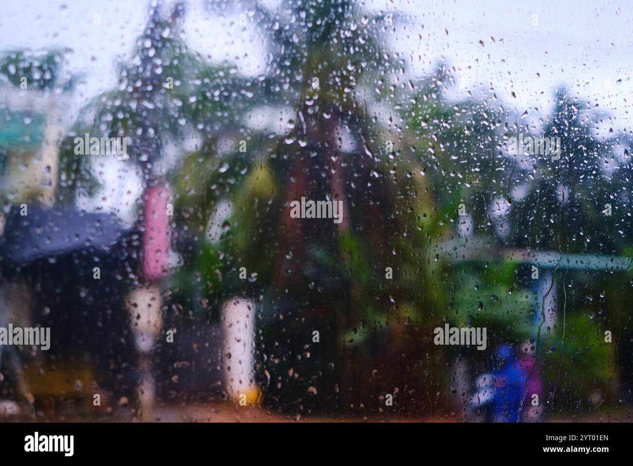 Vietnam palm trees in the rain Stock Photo - Alamy