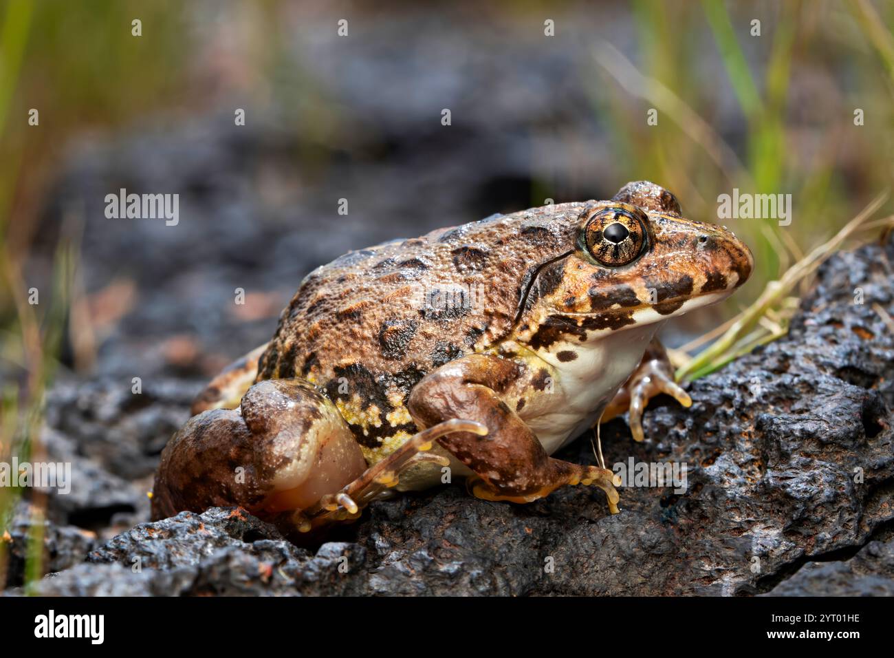 Rice Field Frog, Fejervarya sp., Frog, Amphibian, Satara, Maharashtra ...