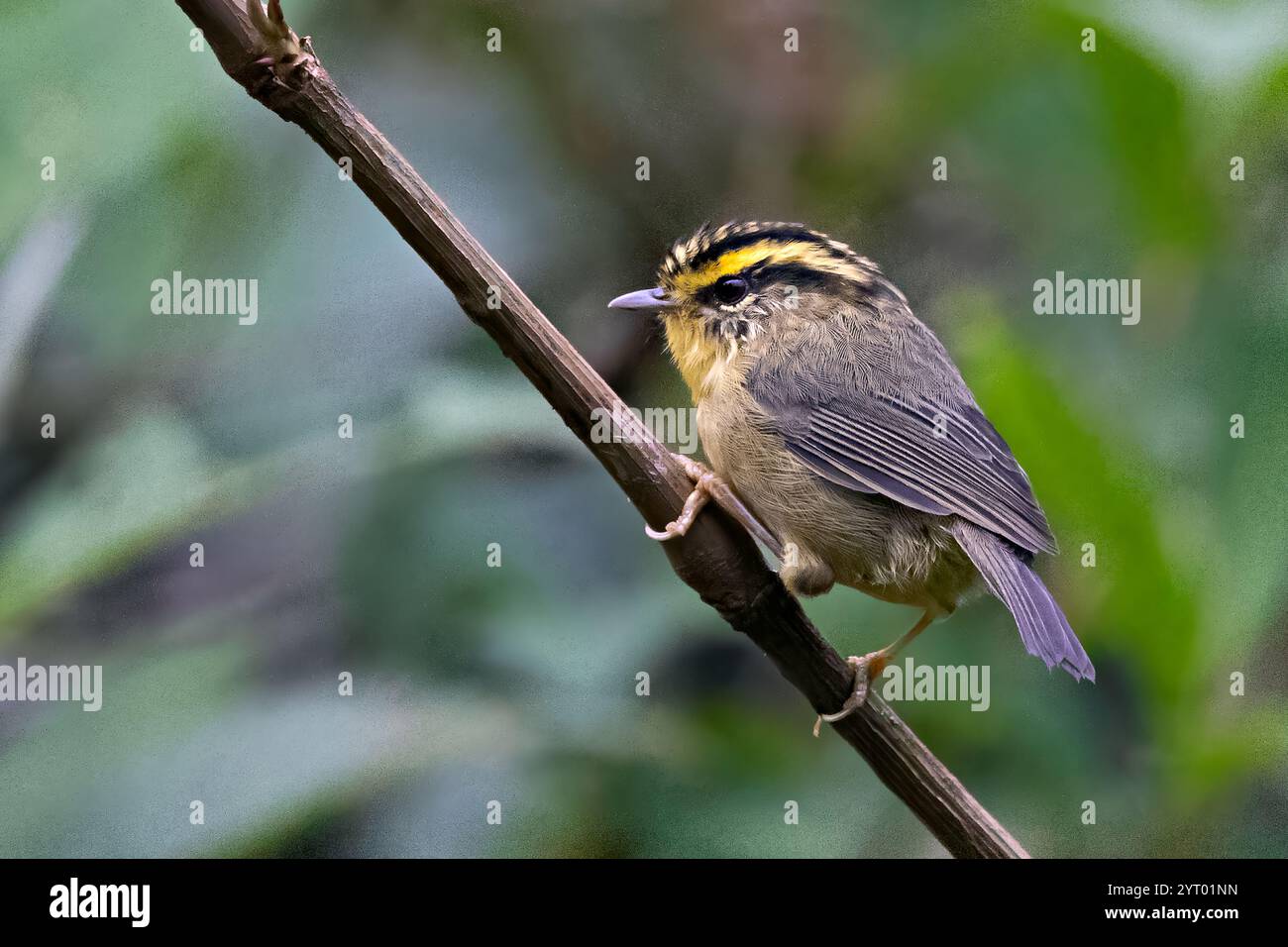 Yellow-cheeked Tit, Machlolophus spilonotus, Pangolakha Wildlife ...