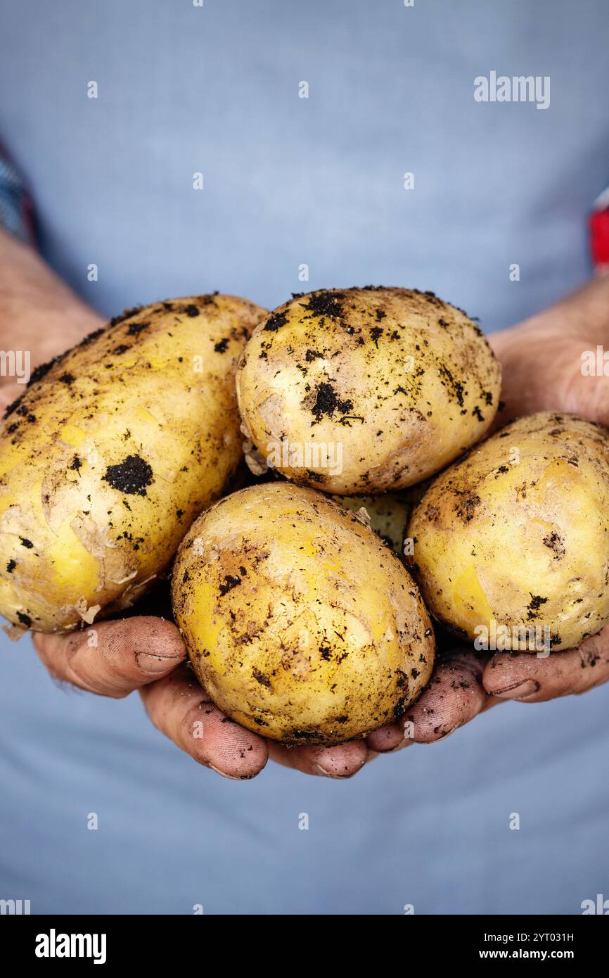 Potato harvest close up male hi-res stock photography and images - Alamy