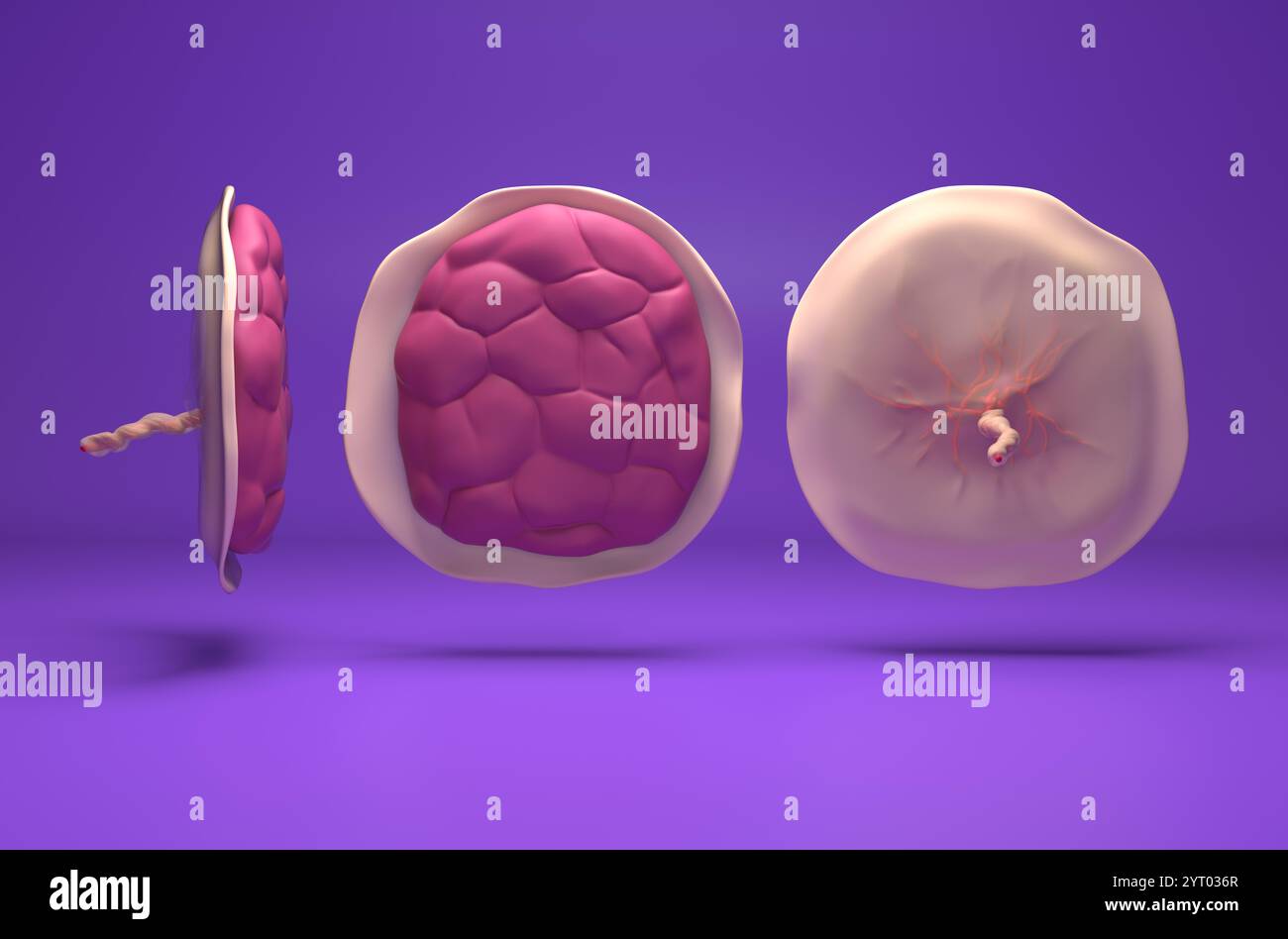 Placenta - isometric view 3d illustration Stock Photo - Alamy