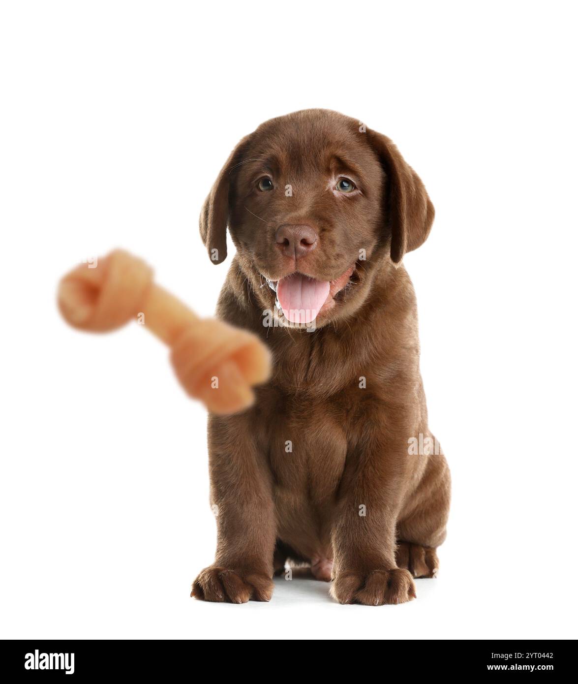 Cute puppy and flying chew bone on white background. Pet care Stock ...