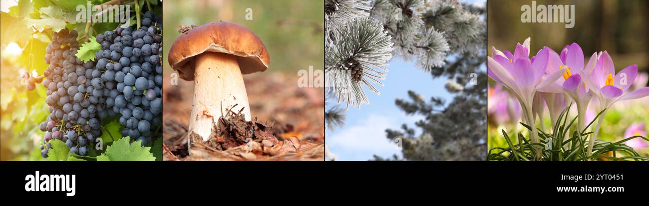 Four seasons, collage. Beautiful photos of nature during spring, summer ...
