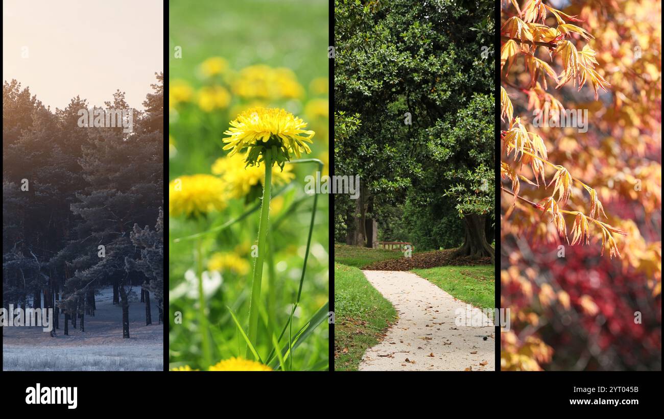Four seasons, collage. Beautiful photos of nature during spring, summer ...