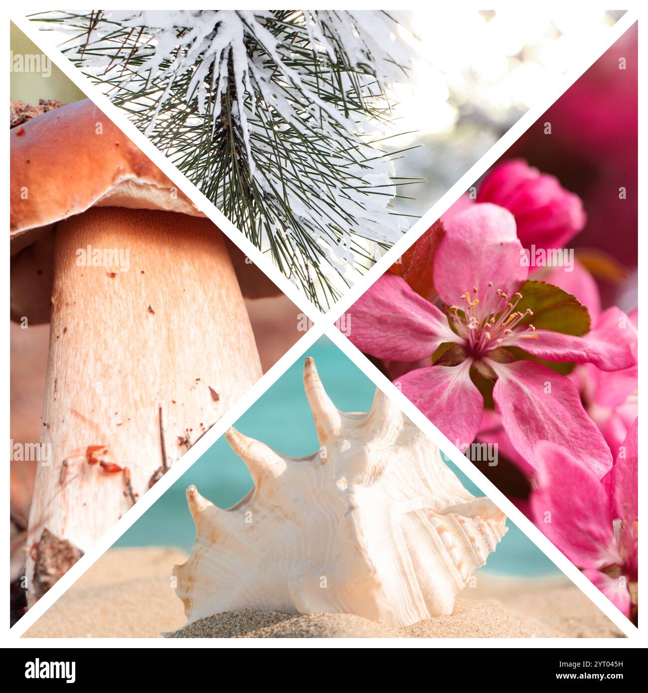 Four seasons, collage. Beautiful photos of nature during spring, summer ...