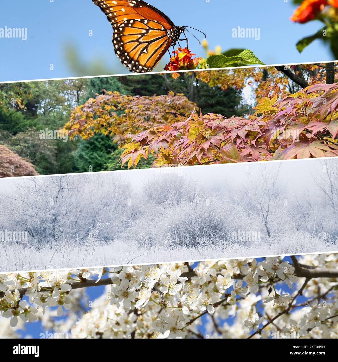 Four seasons, collage. Beautiful photos of nature during spring, summer ...