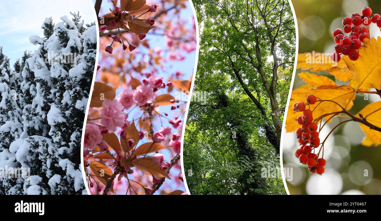 Four seasons, collage. Beautiful photos of nature during spring, summer ...