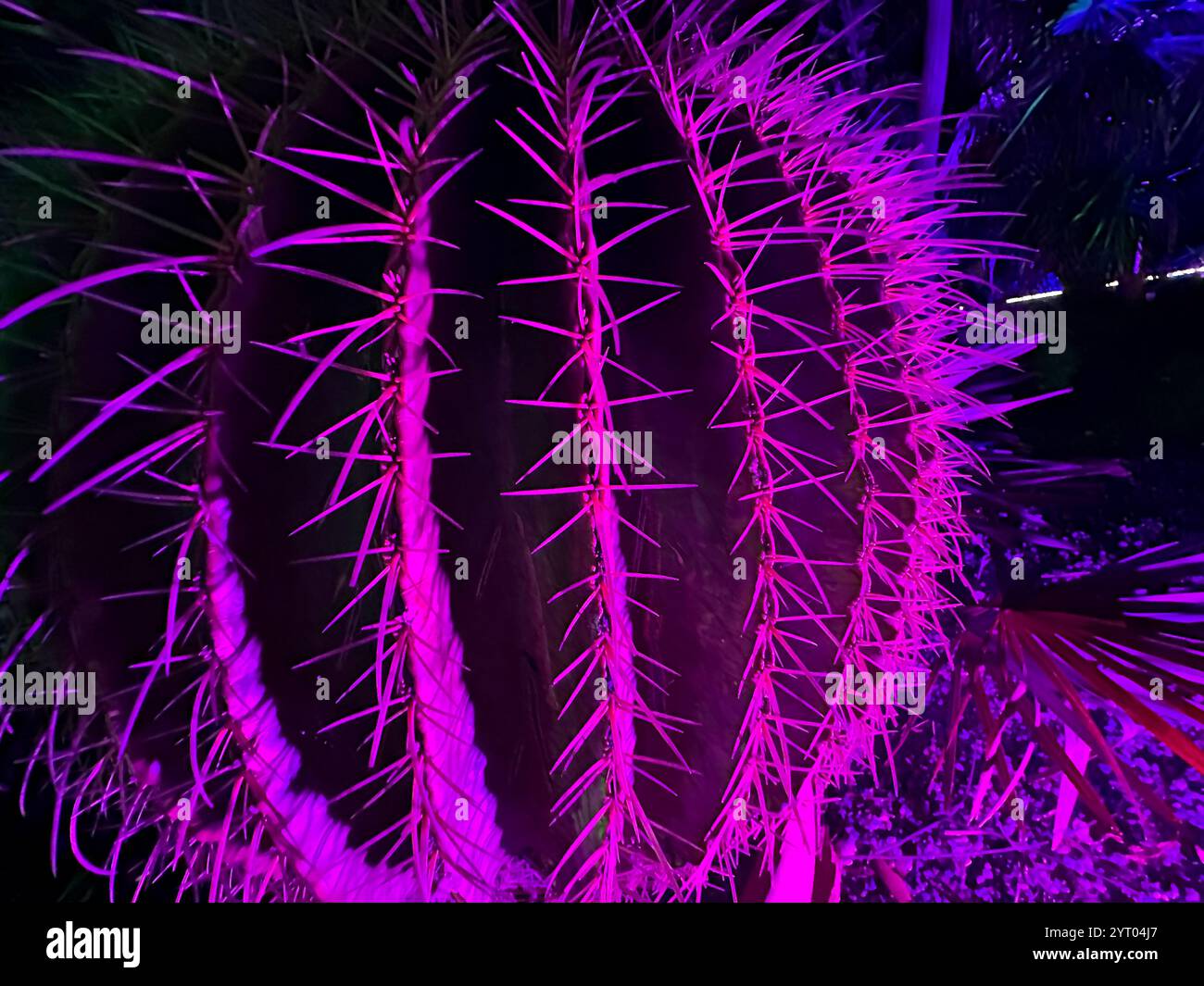 Johnsonville Night Lights in the Garden, held at the Naples Botanical ...