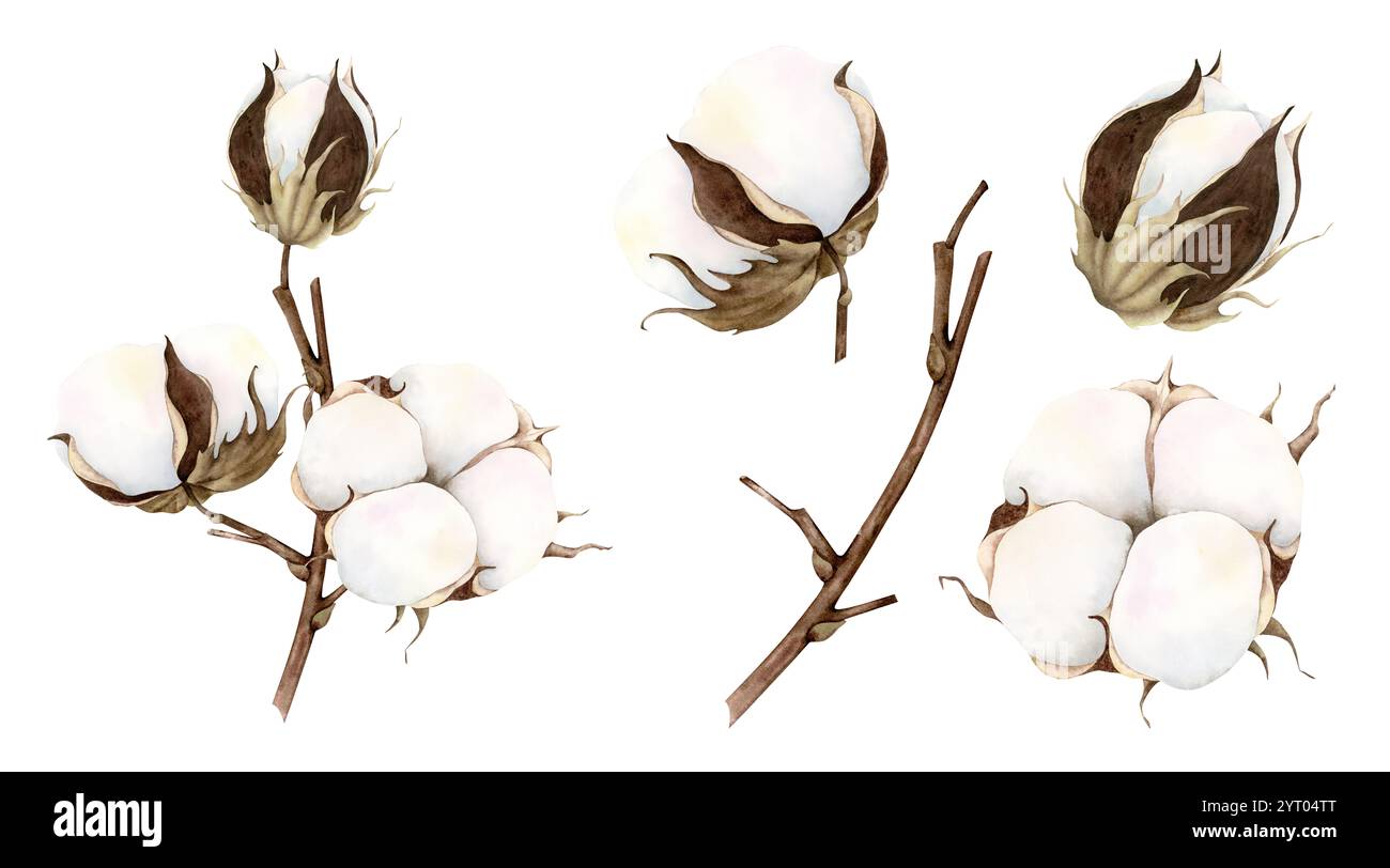 Hand drawn elegant cotton branch and bud set. Watercolor botanical ...