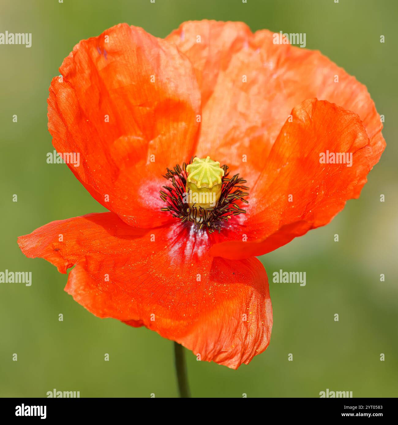 A wild poppy. A showy wild flower common in wastelands Stock Photo - Alamy