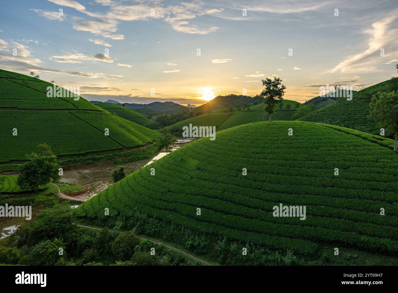 Aerial view of beatiful sunset at Long Coc tea hill, Phu Tho province ...