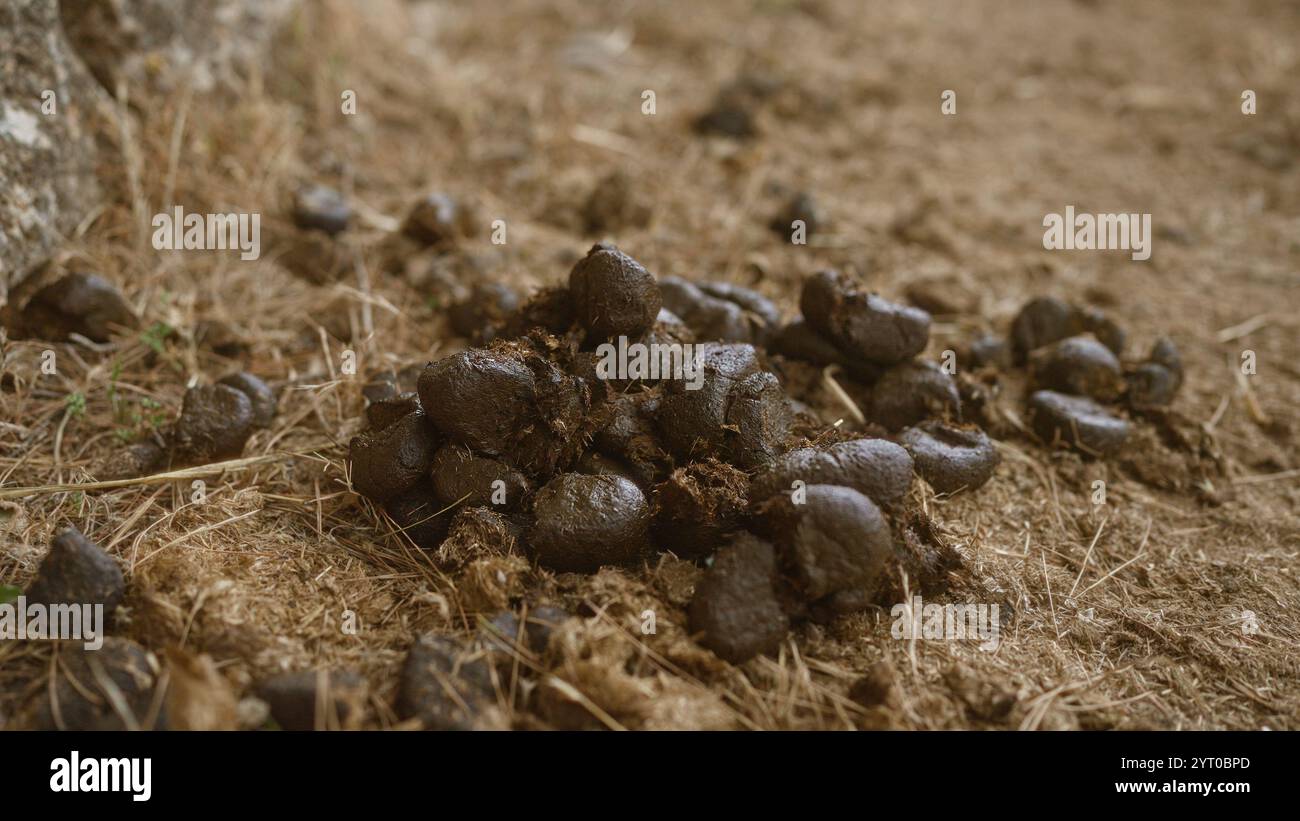 Fresh animal manure on dry dirt ground captures an organic outdoor ...