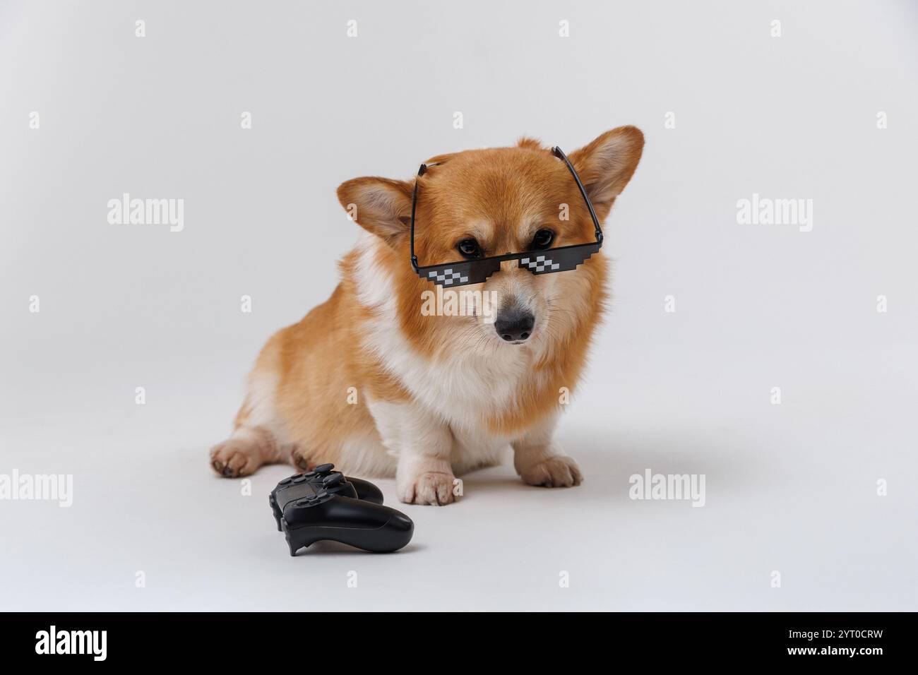 Trendy corgi dog wearing pixelated sunglasses with a gaming controller ...