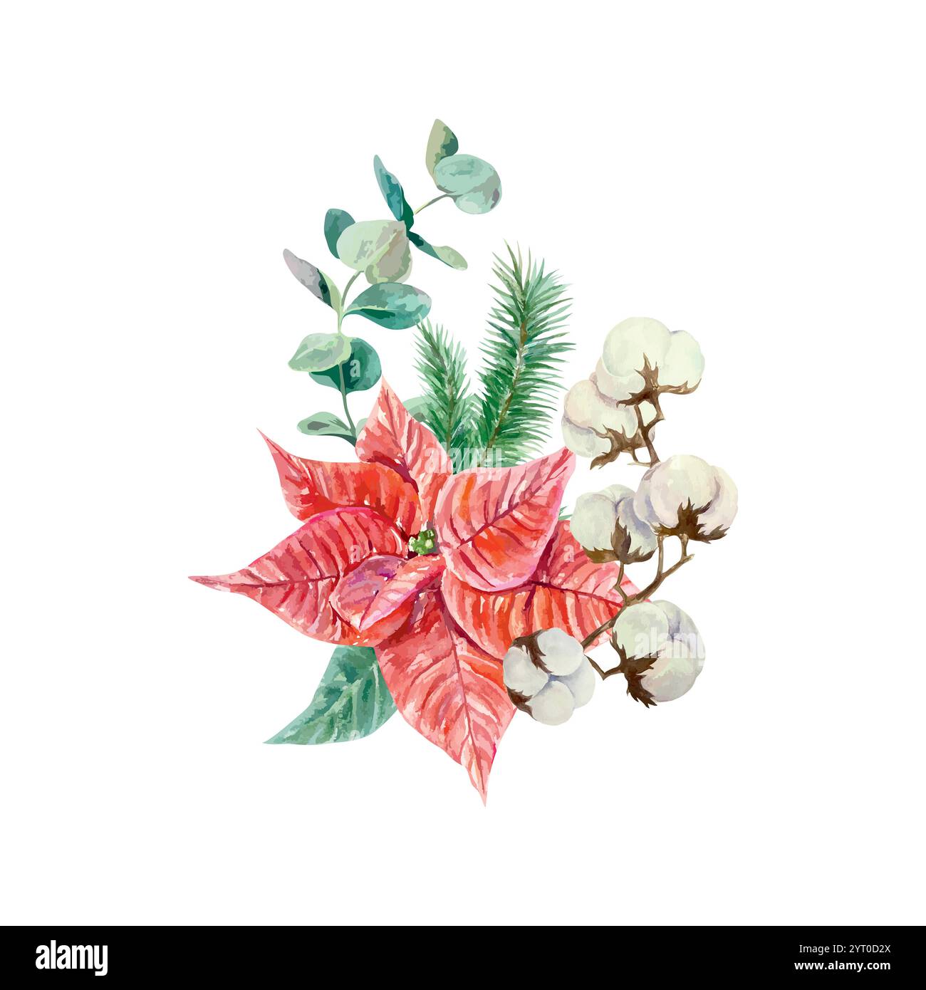 Christmas poinsettia flower with pine, cotton and eucalyptus branch in ...