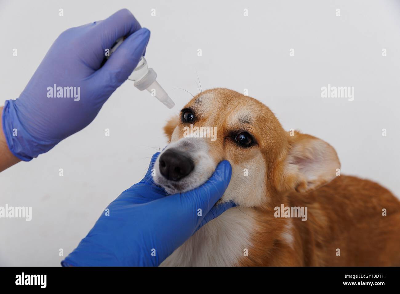 Corgi dog receiving eye drop treatment from a person wearing blue ...