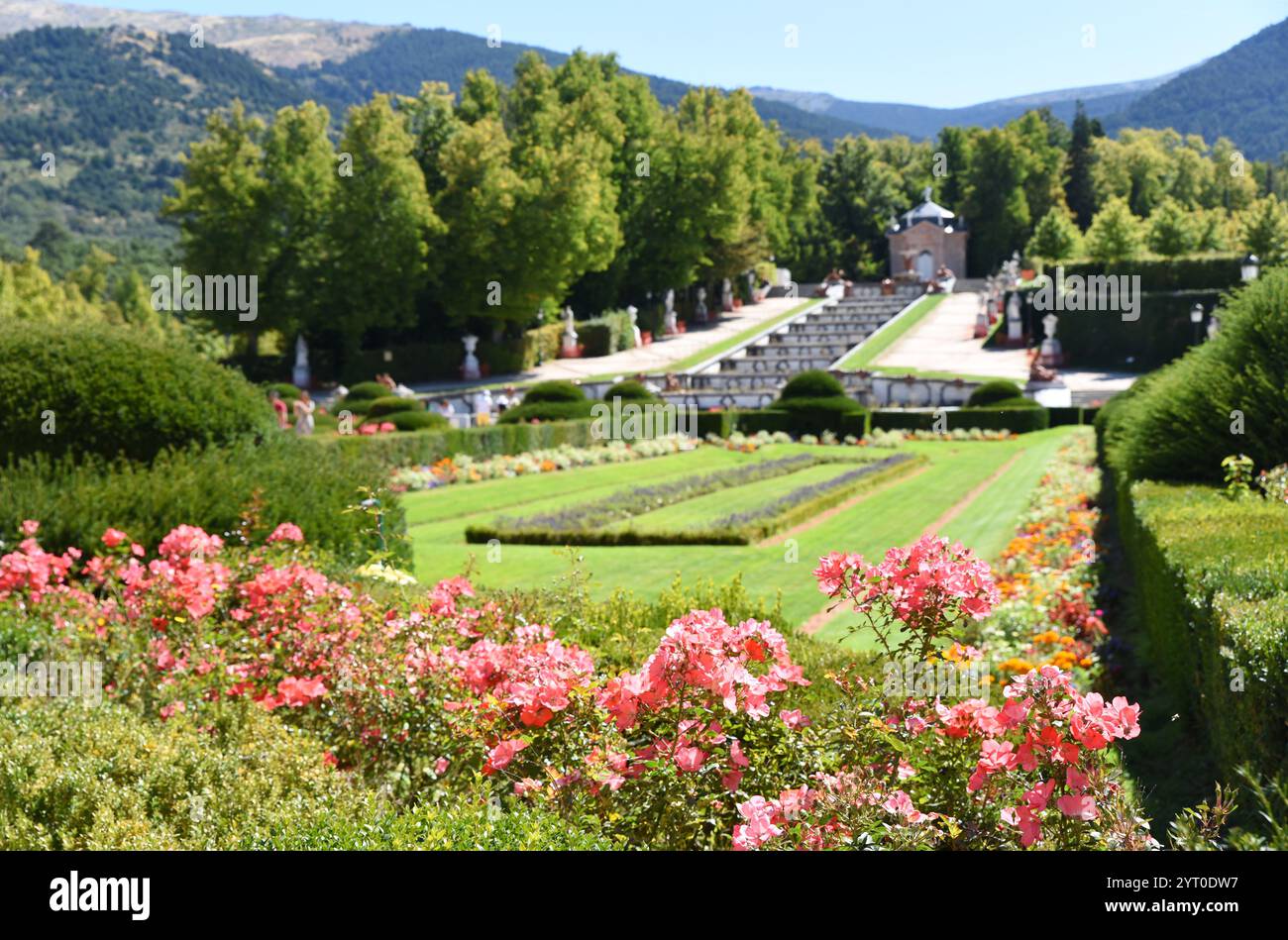 Flowering rose bushes Royal Palace Gardens in La Granja de San ...
