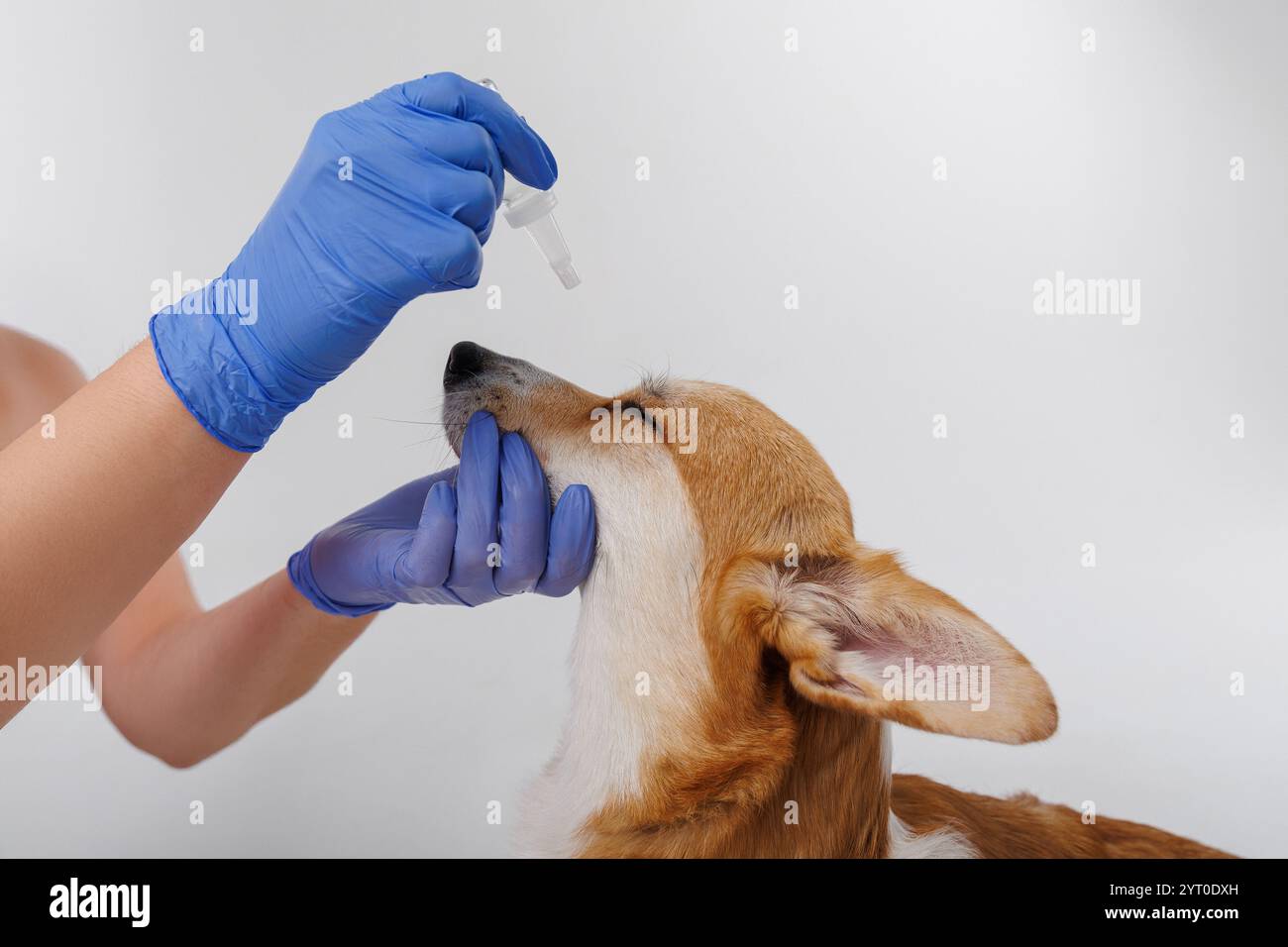Corgi dog receiving eye drop treatment from a person wearing blue ...