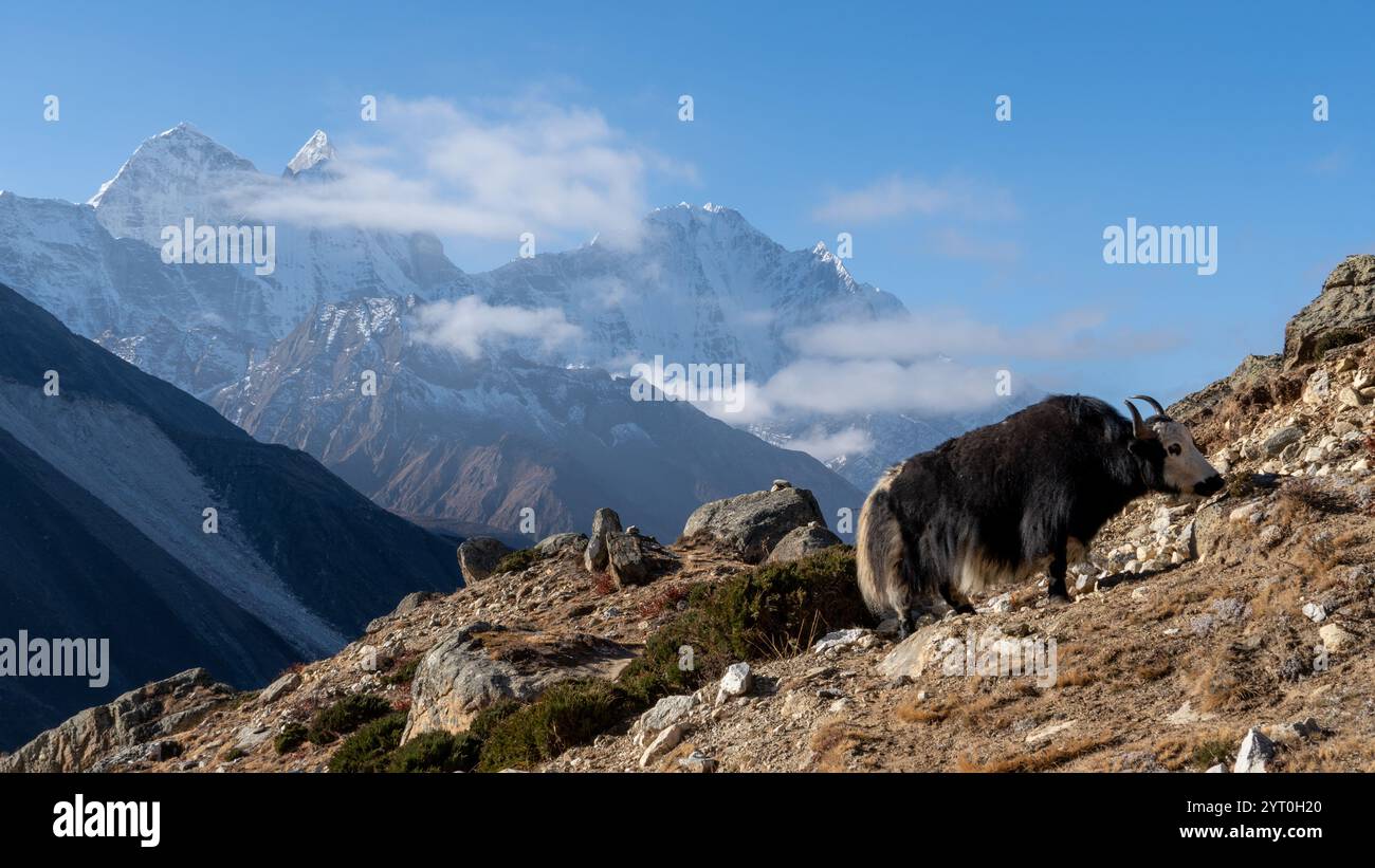 A wild yak in the mountains of the Himalayans Stock Photo - Alamy