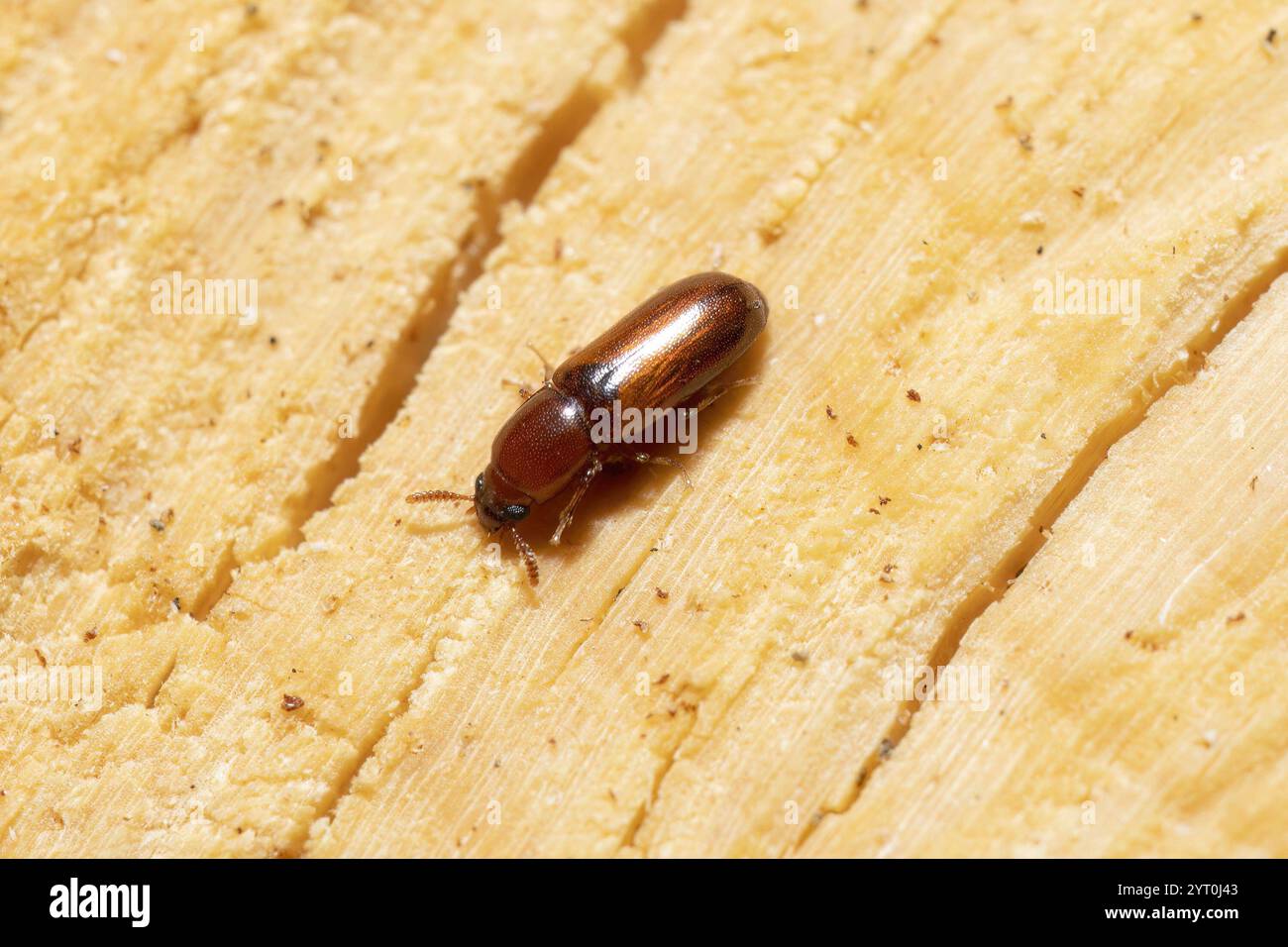 Depressed Flour Beetle on Wooden Texture, Palorus subdepressus ...