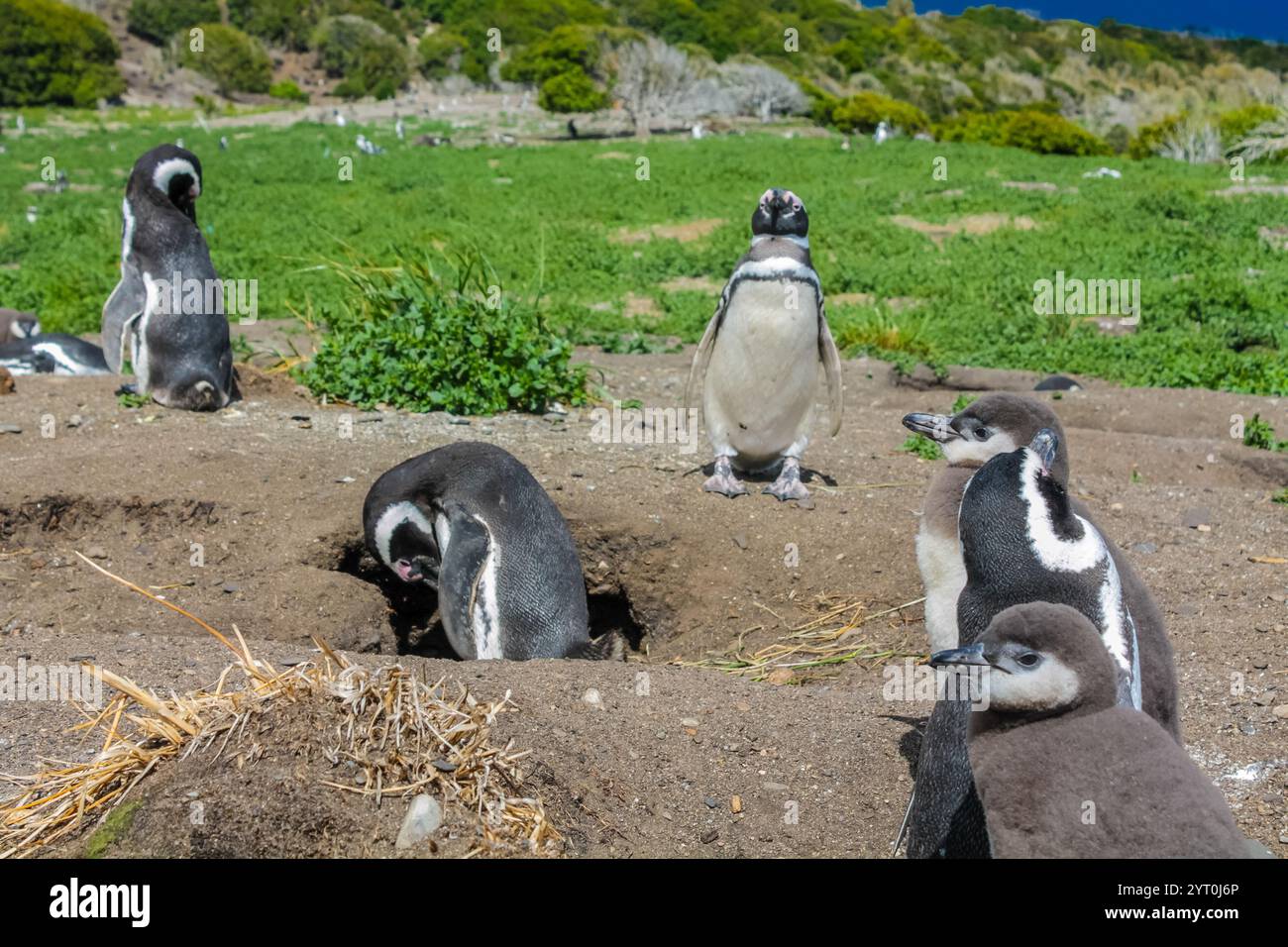 Penguins colony with nests on isla Martillo island in Argentina, near ...