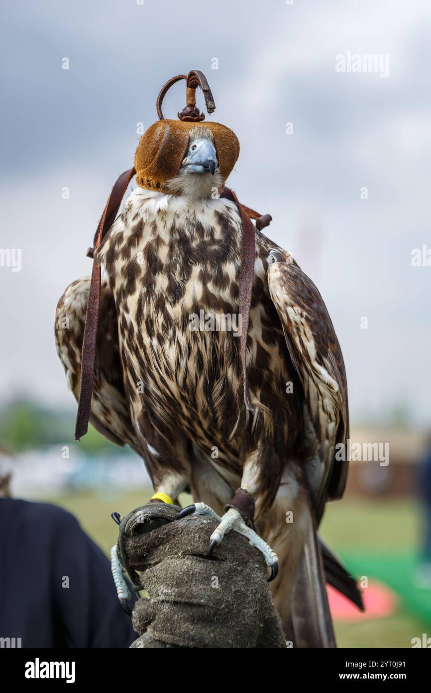 Falcon wearing blinders hi-res stock photography and images - Alamy