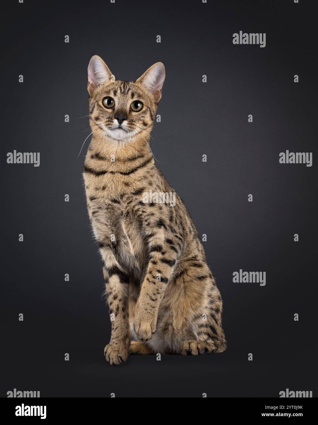 Gorgeous F7 Savannah cat, sitting up facing front. Looking attentive ...
