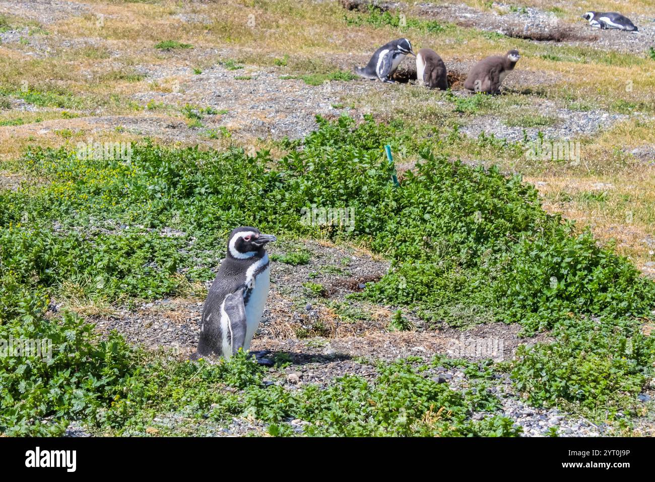 Penguins colony with nests on isla Martillo island in Argentina, near ...