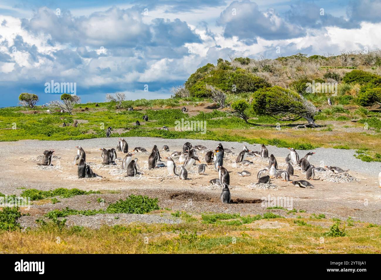 Penguins colony with nests on isla Martillo island in Argentina, near ...