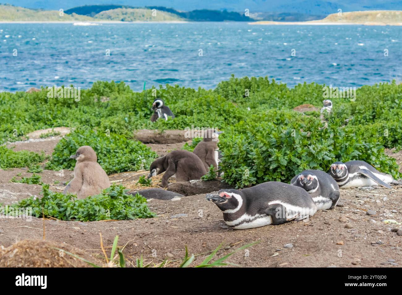 Penguins colony with nests on isla Martillo island in Argentina, near ...