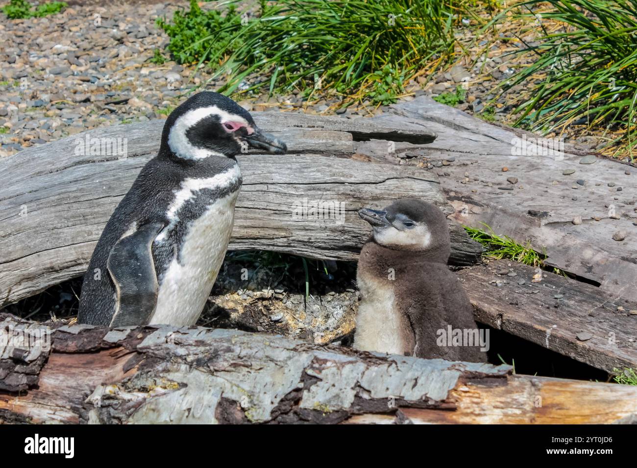 Penguins colony with nests on isla Martillo island in Argentina, near ...