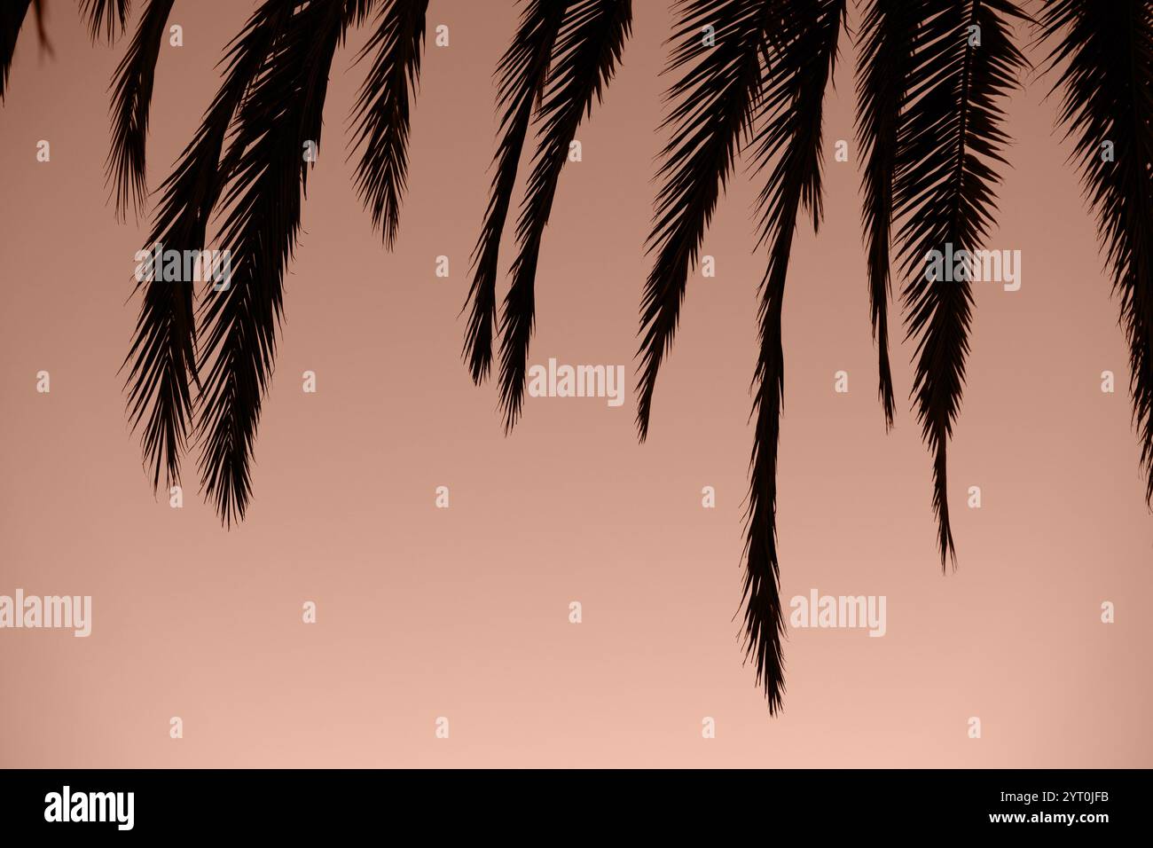 palm tree leaves silhouette on sky fade background. Perfect summer ...