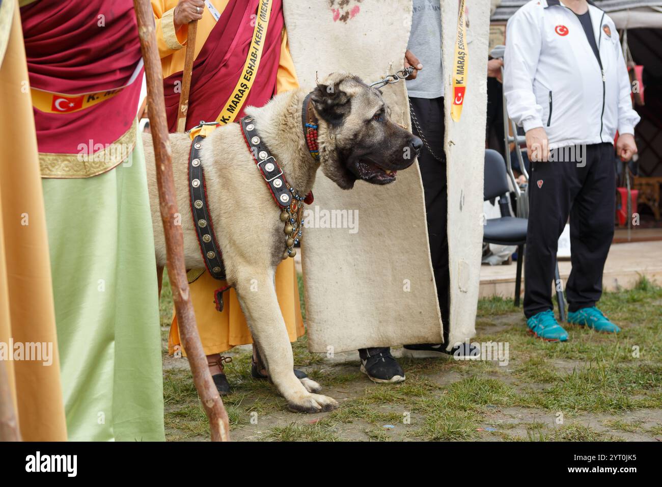 "The dog of the people of the cave Suraf Al-Kahf" photographed with ...