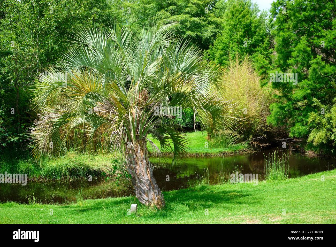 A Wine Palm, Butia capitata, also known as Jelly Palm, native to Brazil ...