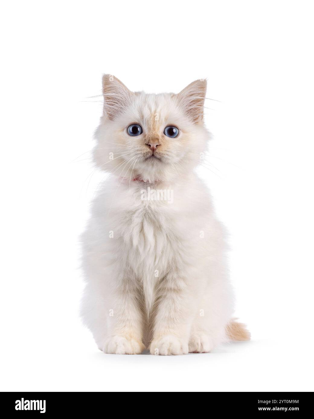 Red point birman kitten hi-res stock photography and images - Alamy