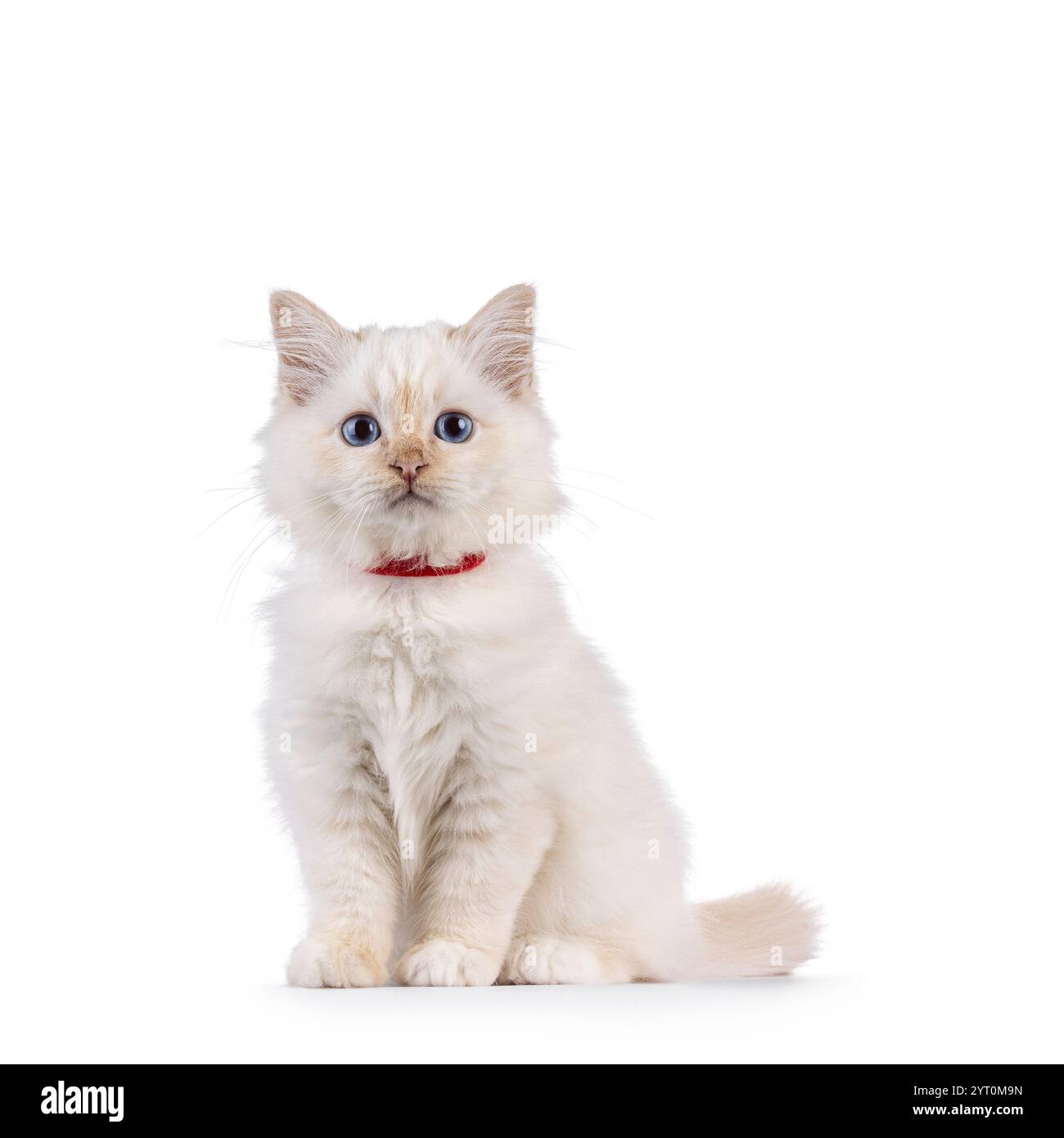 Adorable red point Sacred Birman cat kitten, sitting up side ways ...