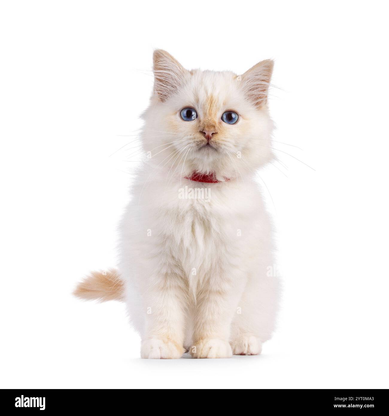 Adorable red point Sacred Birman cat kitten, sitting up facing front ...