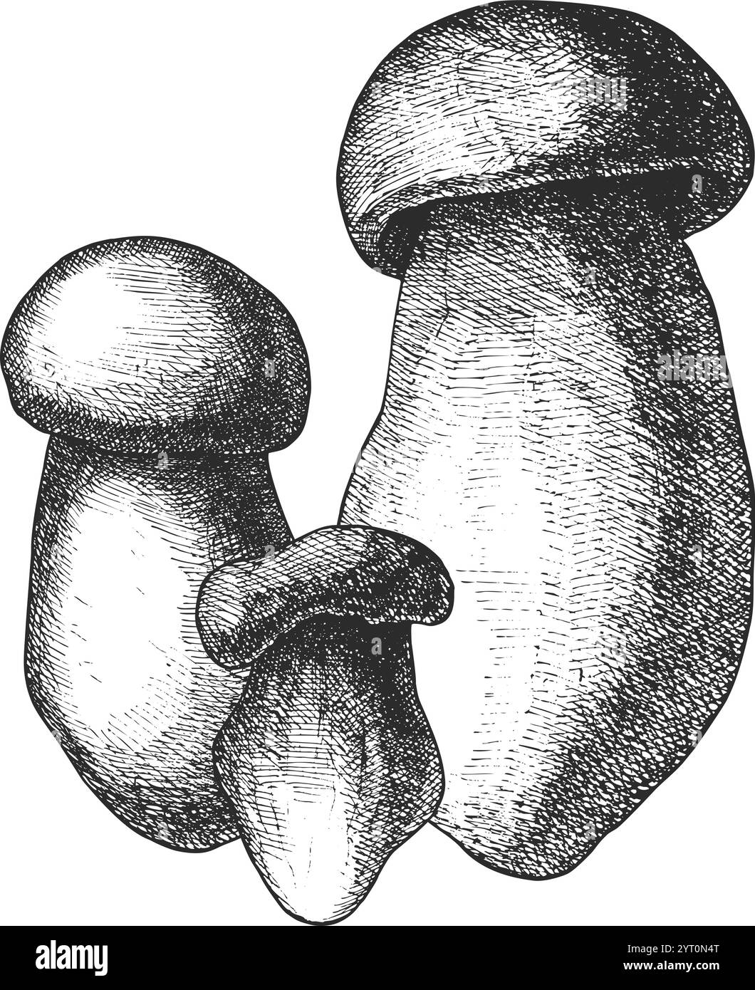 Vintage style sketch of three detailed mushrooms in black and white ...