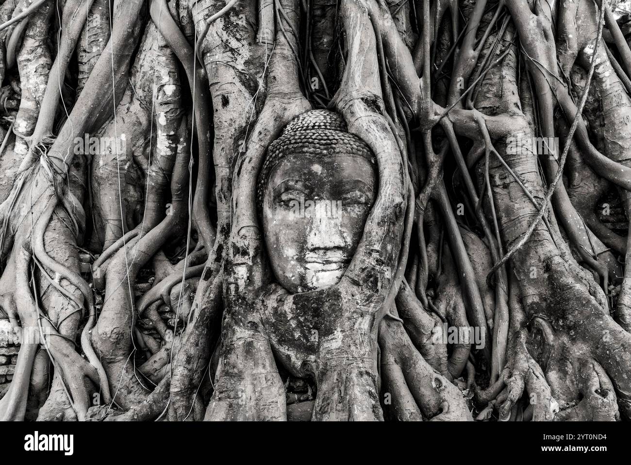 A statue of Buddha is carved into a tree trunk. The trunk is covered in ...
