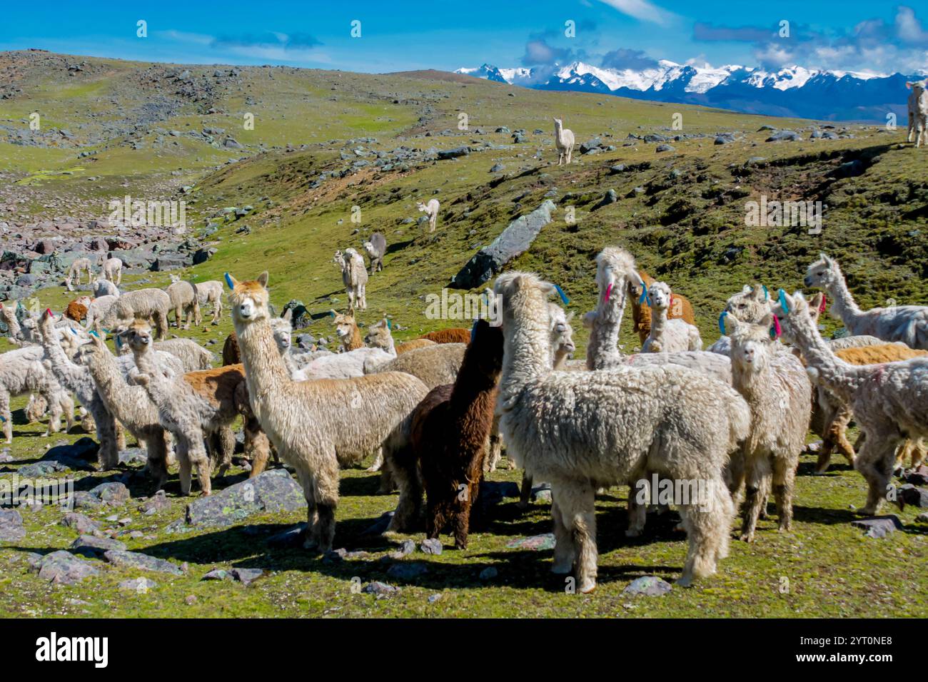 Llama and alpaca animal herd on a green meadow in Peru. Domestic and ...