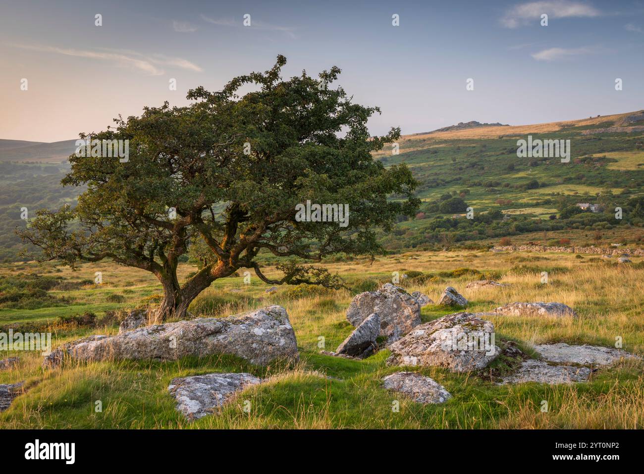 Hawthorn Tree On Moorland Dartmoor National Park Devon England