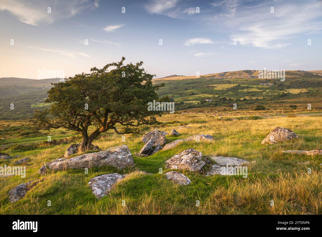 Hawthorn tree on moorland, Dartmoor National Park, Devon, England ...