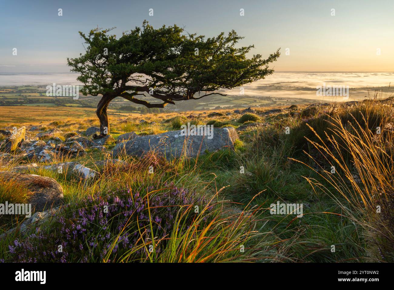 Windswept Hawthorn Tree On The Moorland Slopes Of Cosdon Hill Dartmoor