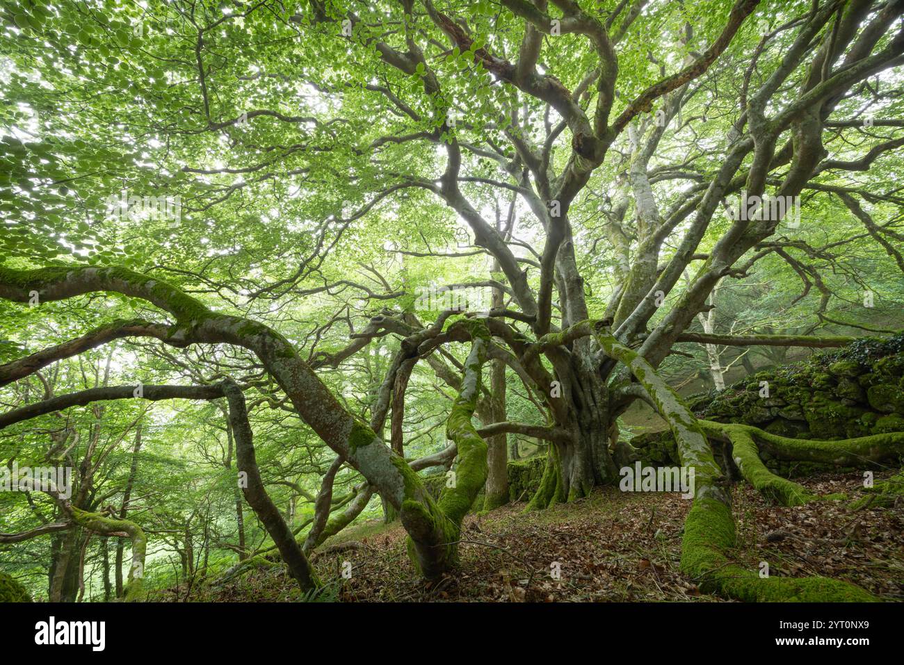 Ancient beech tree in a deciduous woodland, Dartmoor National Park ...